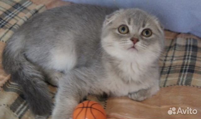 Котики породистые взрослые