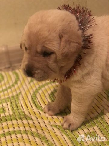 Щенки лабрадора