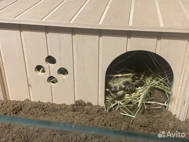 Черепаха сухопутная маленькая