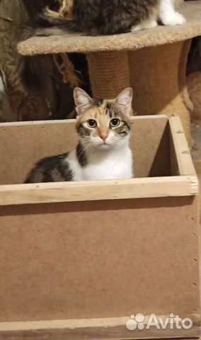 Герда в поисках дома