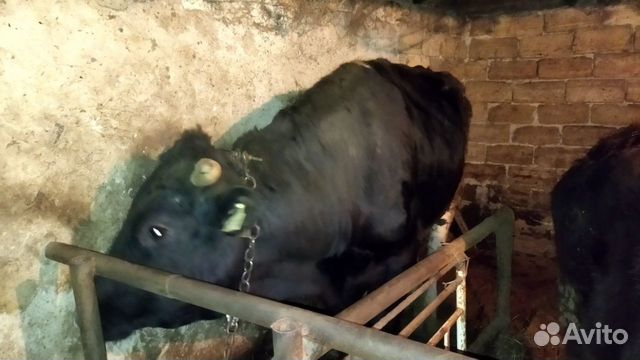 Бык тёлки лошадь