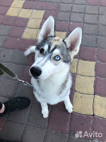 Сибирский хаски