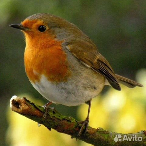 Зарянка бесплатно