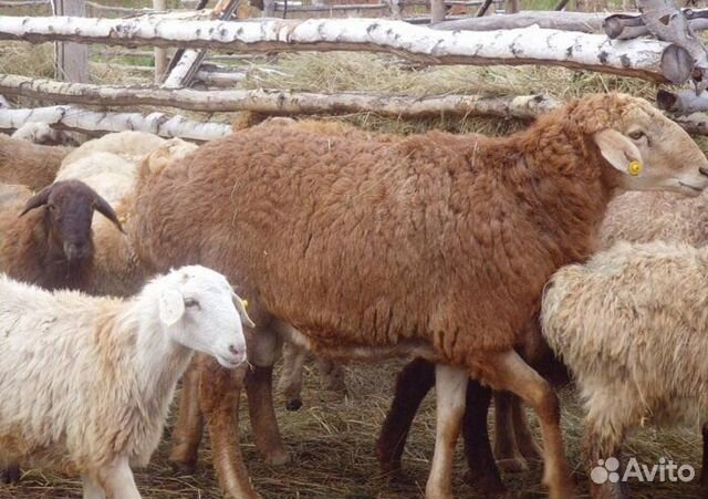 Бараны и ярки
