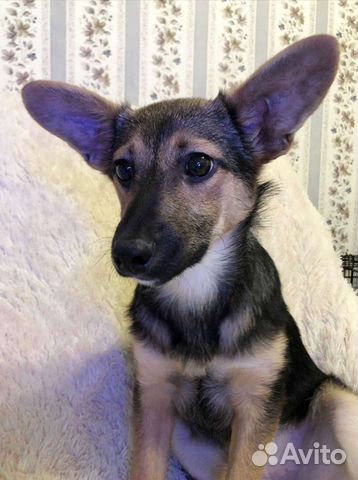 Щенок Герда в добрые руки