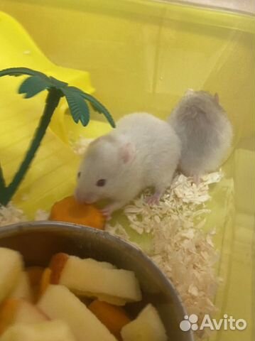 Сирийские хомяки породистые