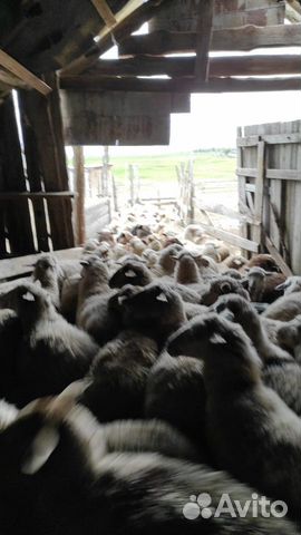 Котные маткм