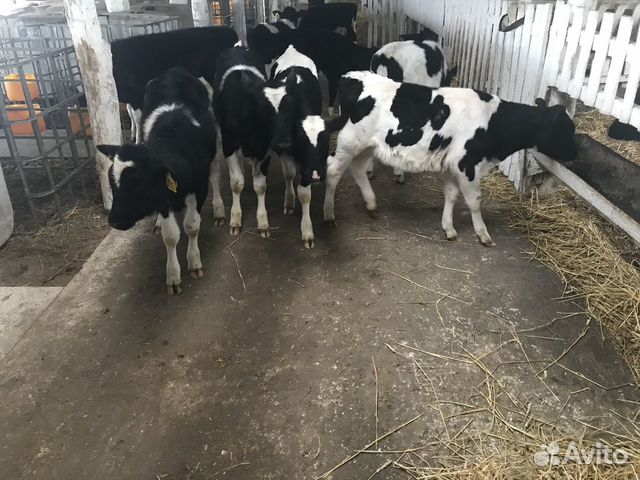 Телята Бычки телки