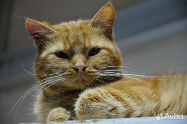 Молодой кот Раймонд