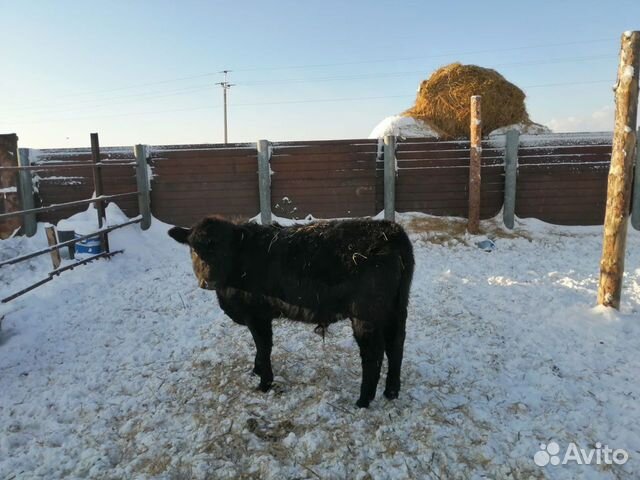 Бычки герефорды ангусы