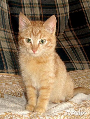 Рыжие котята Веня и Вилли 2,5 месяца в добрые руки