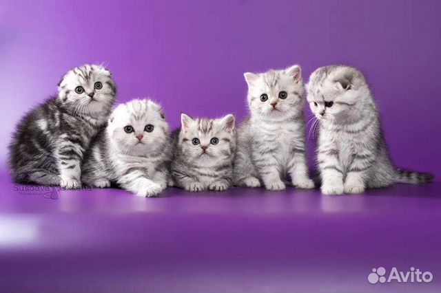 Котята разных окрасов под ёлочку