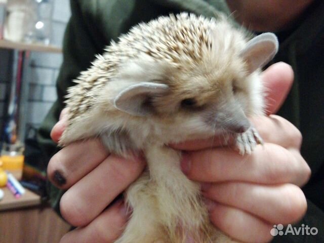 Ёжик ушастый