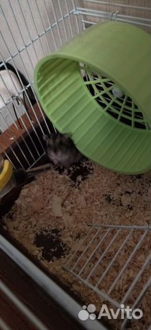 Джунгарский хомяк с клеткой