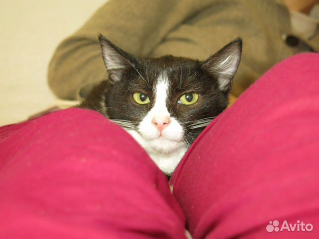 Котенок девочка Пэрис