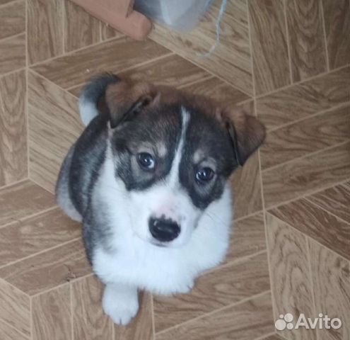 Девчушка ищет дом