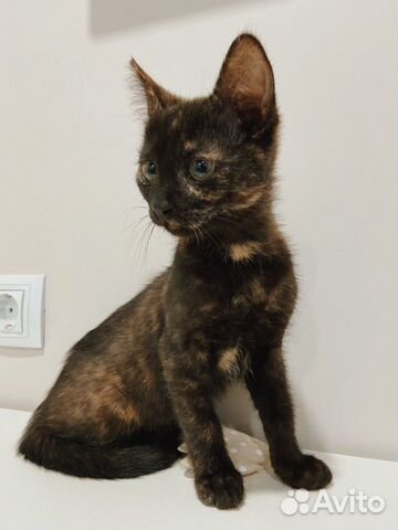 Трехцветный котенок Букля ищет дом