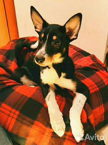 Щенуля Джесси ждёт любящих хозяев