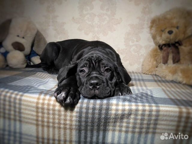 Красивейшие щенки кане-корсо