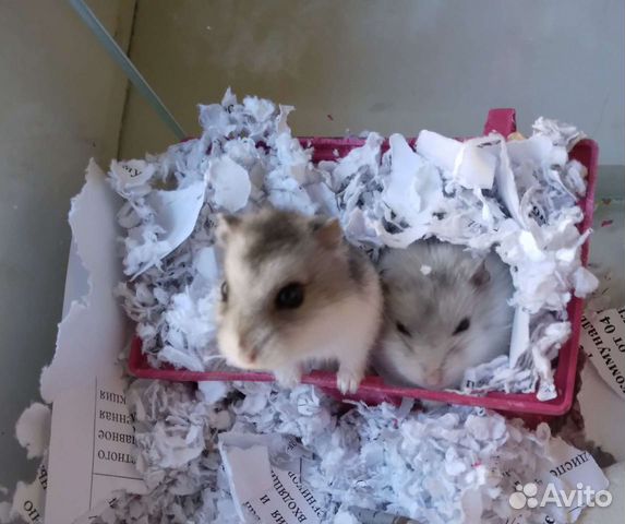 Джунгарский хомяк