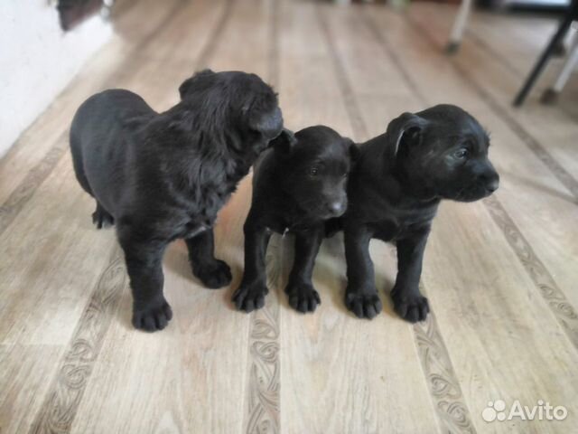 Щенки ризеншнауцера