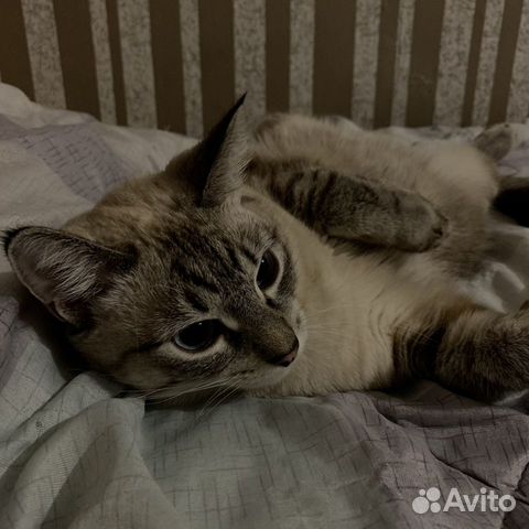 Отдам кота в добрые руки