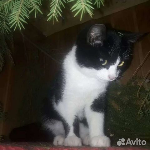 Котик подросток