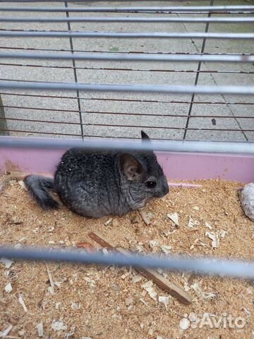 Шиншиллы и декоративные кролики