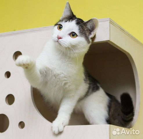 Кошечка-подросток по имени Мята Поппинс