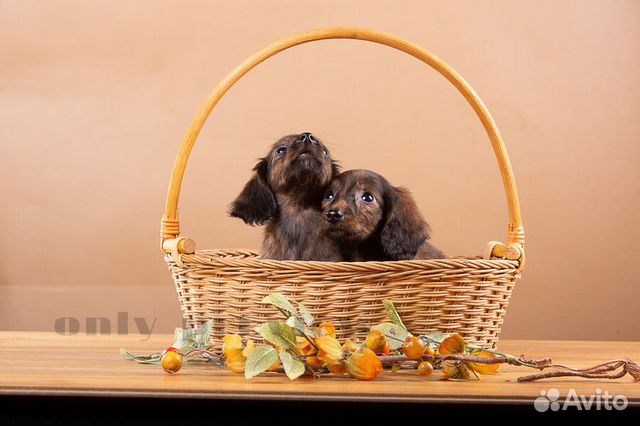 Кроличьи тигровые таксята