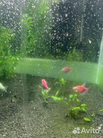 Тернеция Розовая, Данио Рерио синий