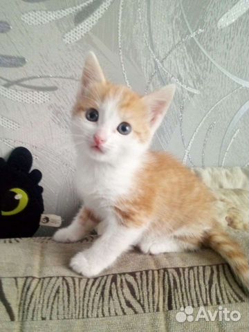 Милый Котик ищет дом, где его будут любить