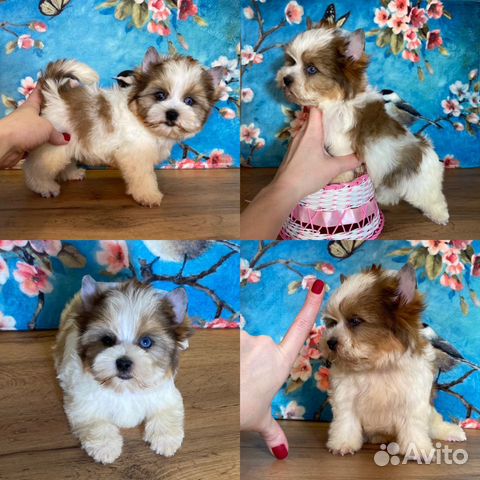 Экзотичная голубоглазая девочка йорк