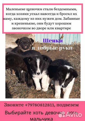 Щенки бесплатно
