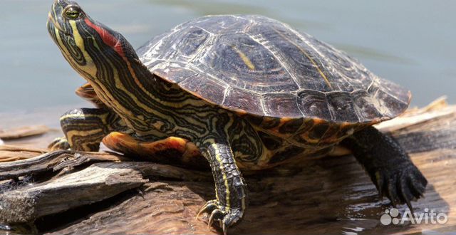 Красноухая черепаха маленькая
