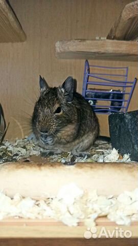 Белка Дегу бесплатно