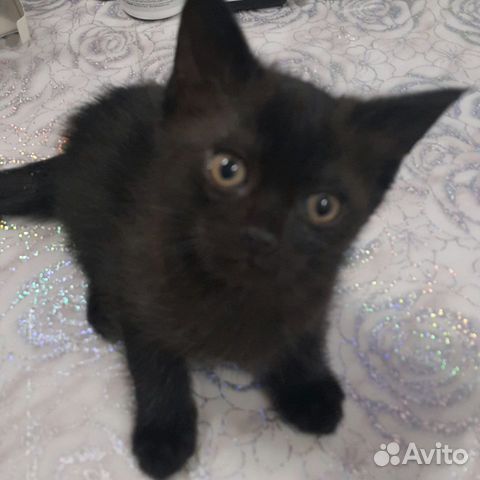 Котенок Домовёнок в дар