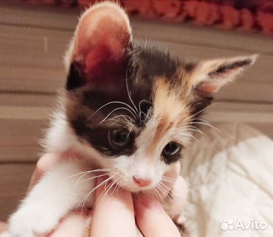 Кошечка