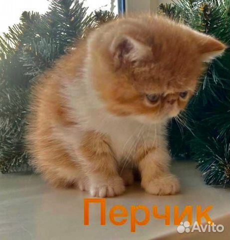 Экзоты из питомника