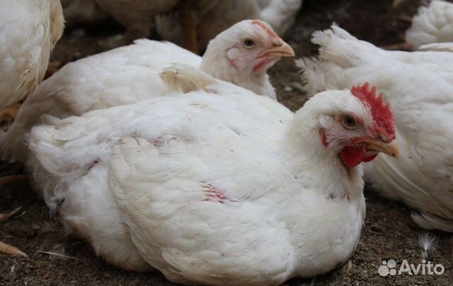 Куры бройлеры