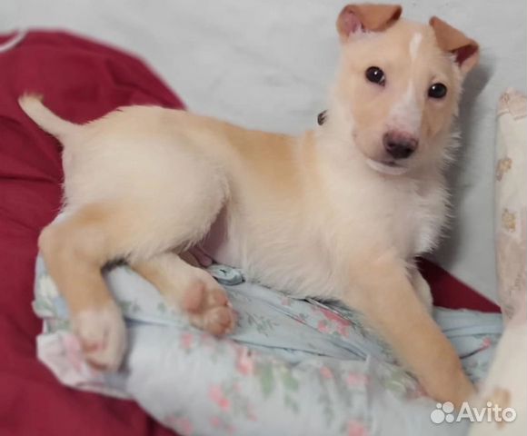 Щенок метис ищет семью