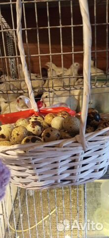 Яйца перепелиные