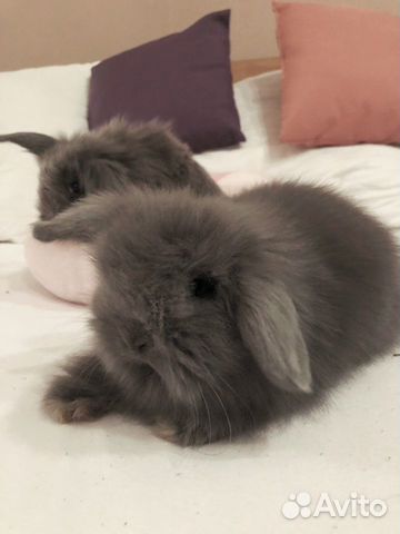 Декоративные крольчата