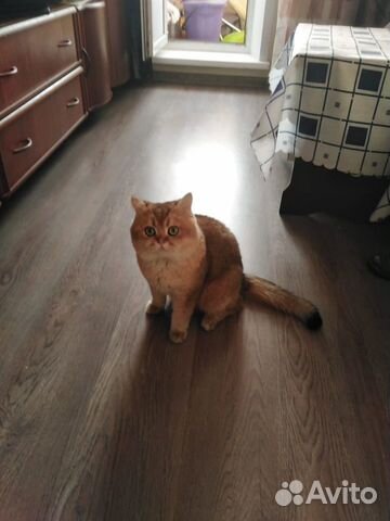 Найден кот/кошка. Хозяева найдитесь