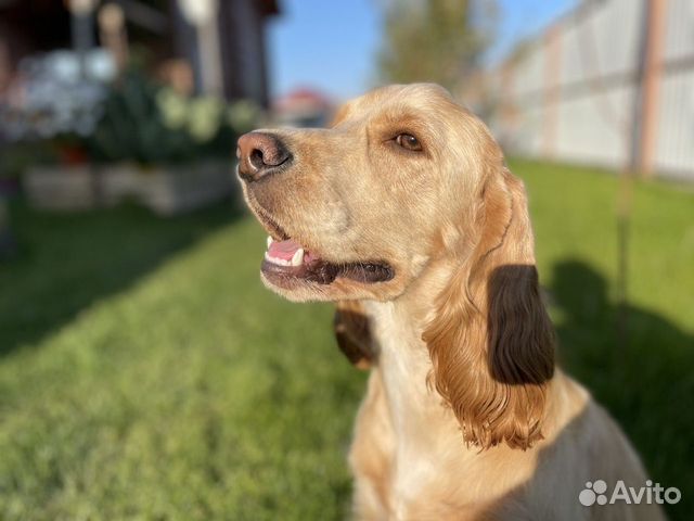 Собака английский коккер спаниэль отдаю