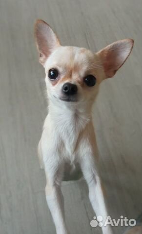 Чихуахуа super mini