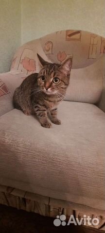 Кошка в добрые руки