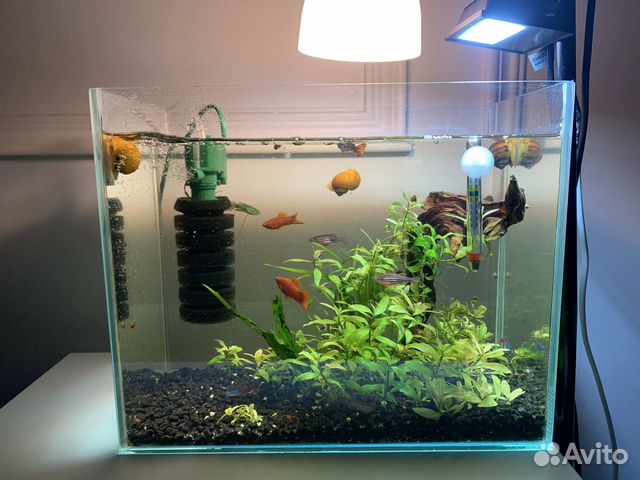 Рыбки\Аквариум\рыбки с аквариумом\купить рыбок