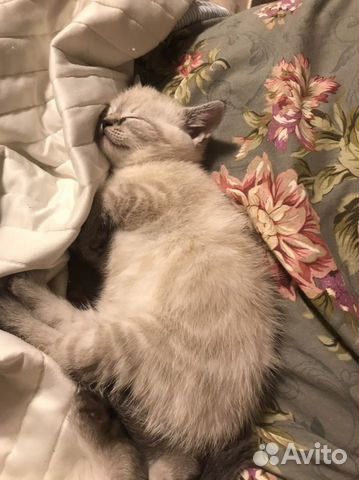 Котята от британки