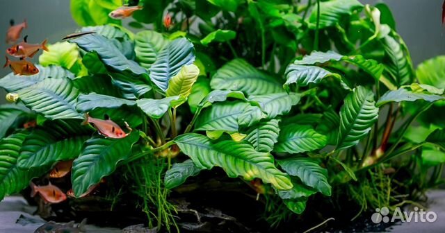 Аквариумные растения.Аквалеон